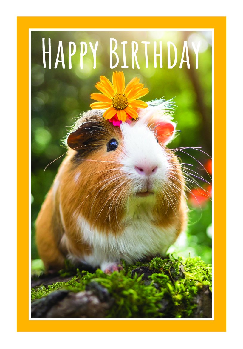 Guinea Pig Code 50 - Colman Wholesale